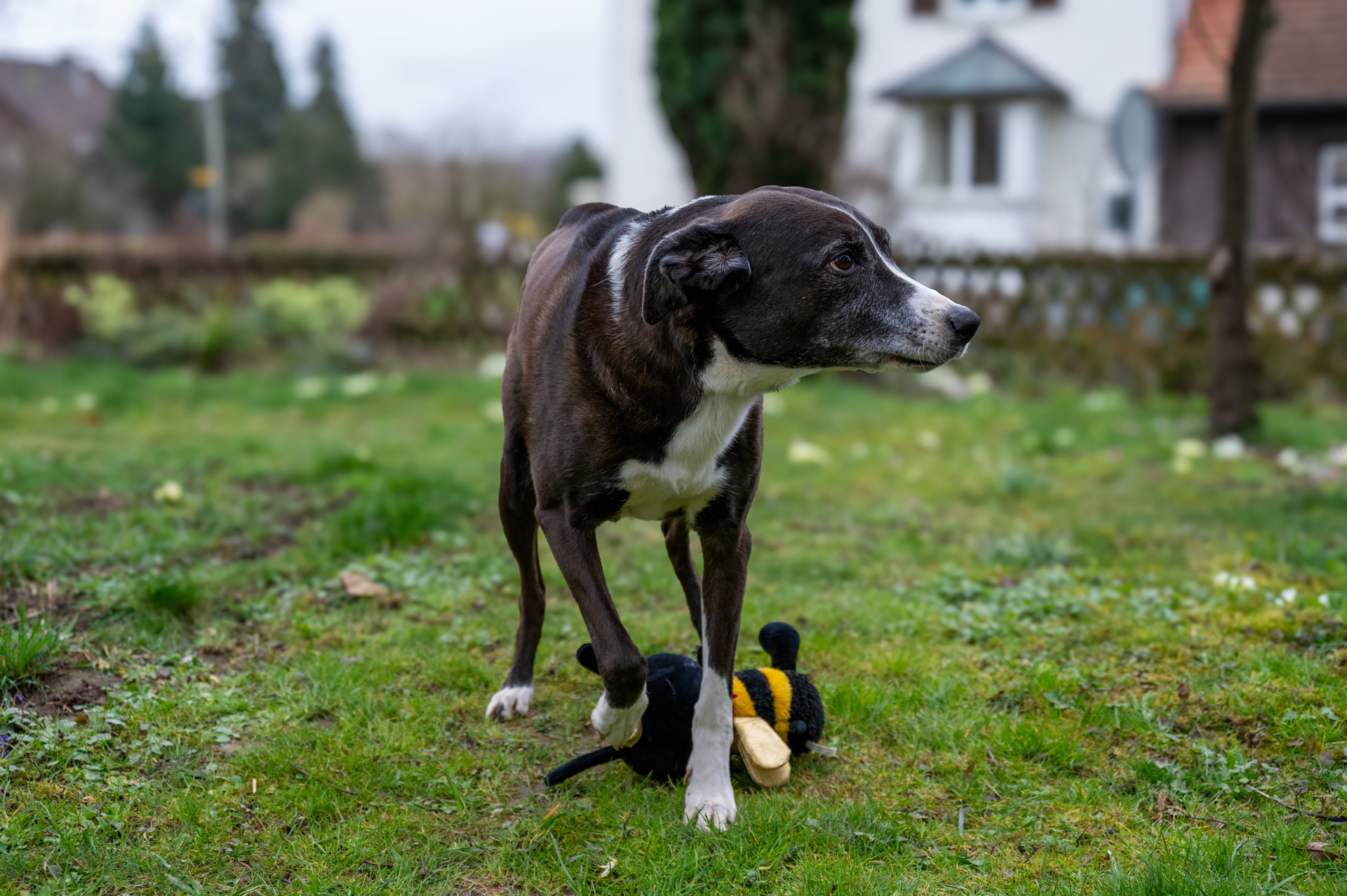 Aske | Lebenshof TierMensch