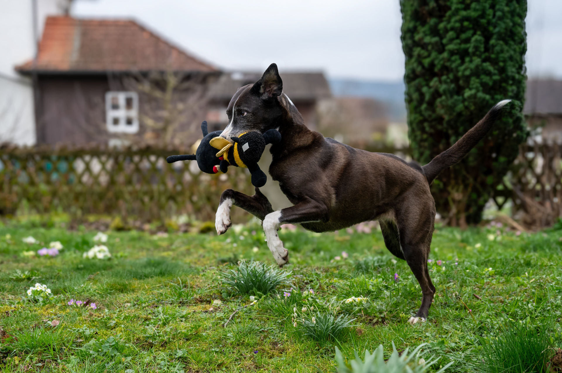 Aske | Lebenshof TierMensch