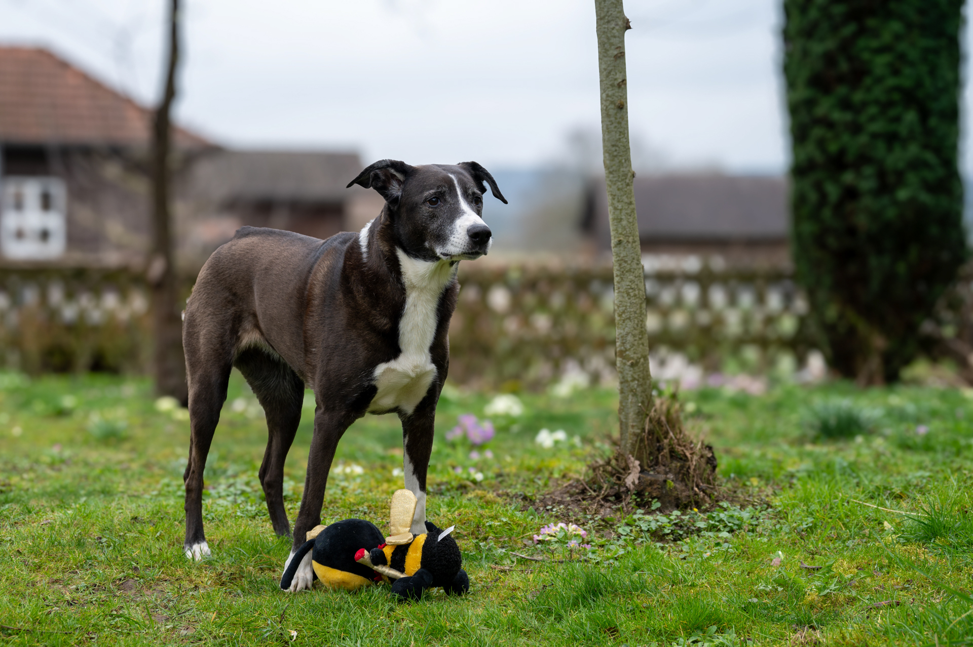Aske | Lebenshof TierMensch