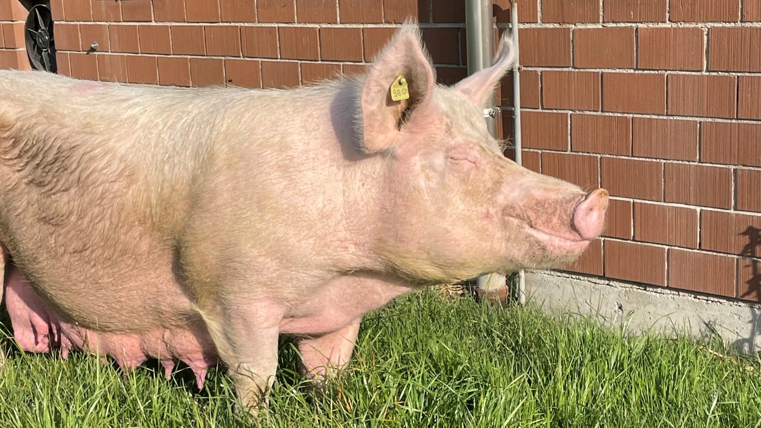 Emma | Lebenshof TierMensch