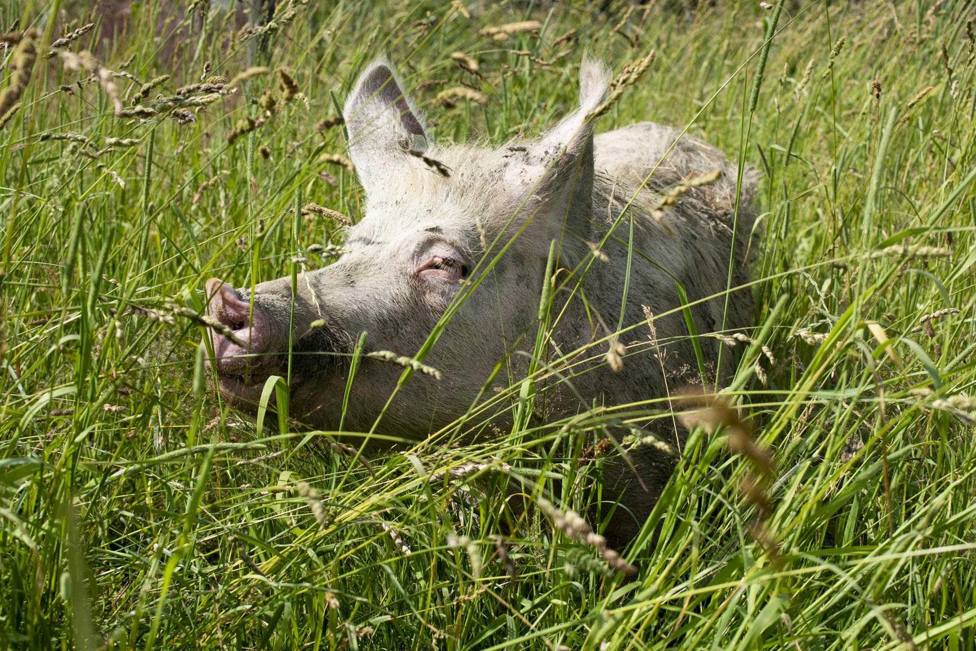 Emma | Lebenshof TierMensch